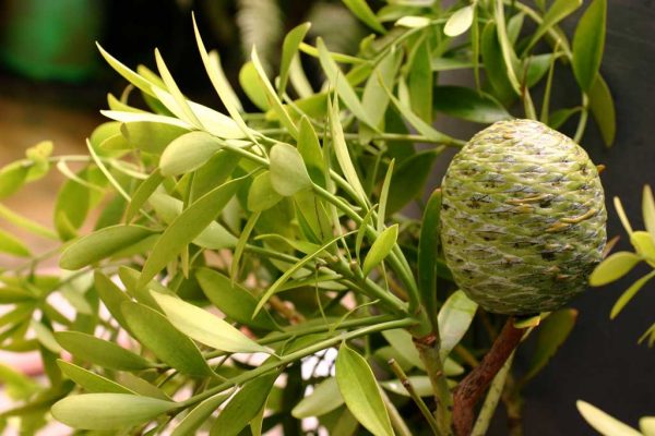 Pohon Damar: Ini Manfaat dan Kegunaan Untuk Industri Juga Kesehatan